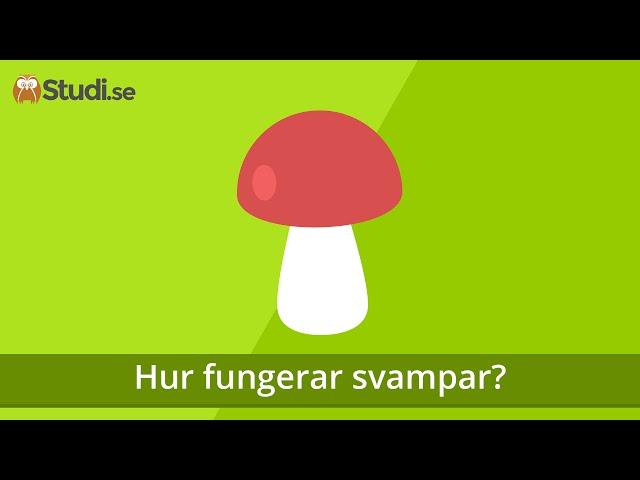 Svamp i ljumskarna | MediPrep